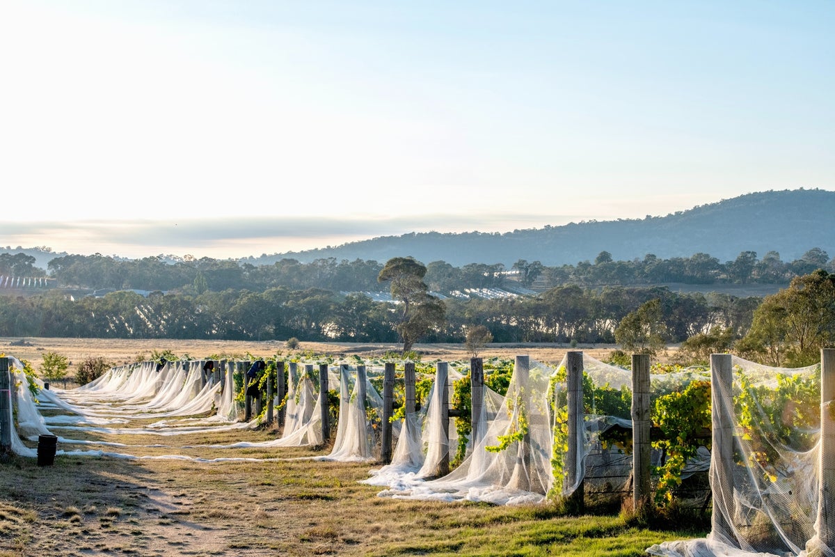 Home | Bress Wines